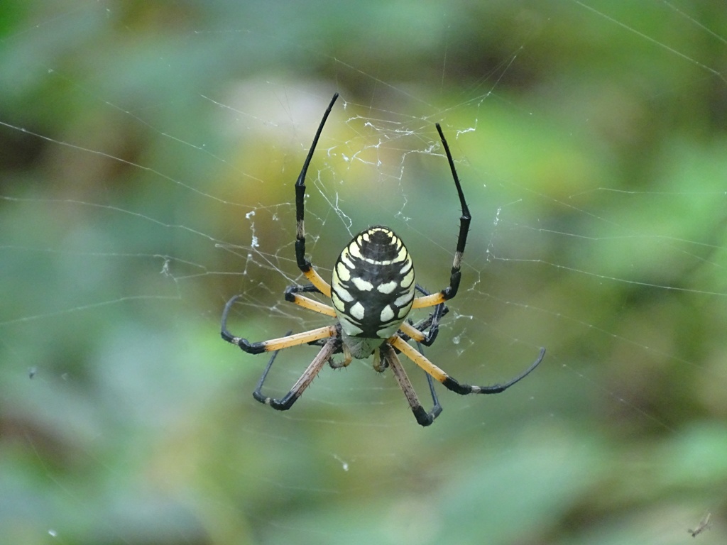 Common Garden Spiders | walking on a country road