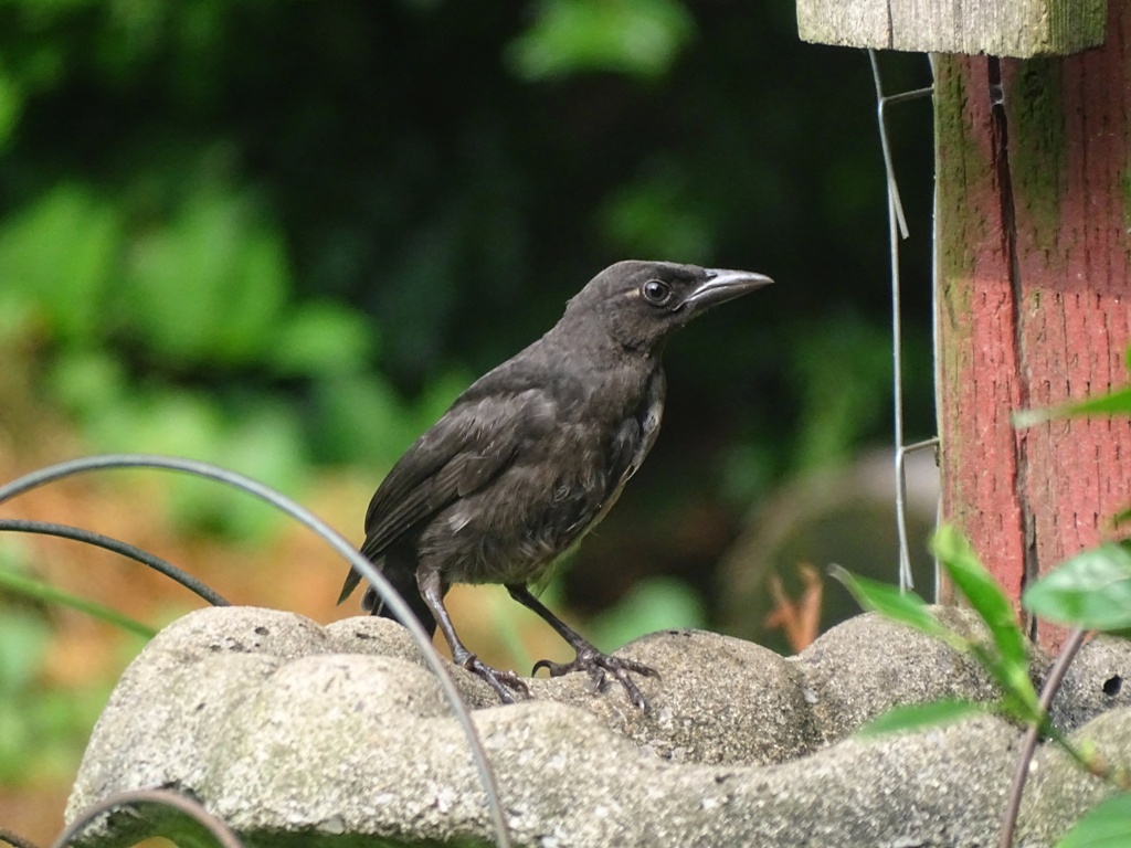 Juvenile common grackle 10 | walking on a country road